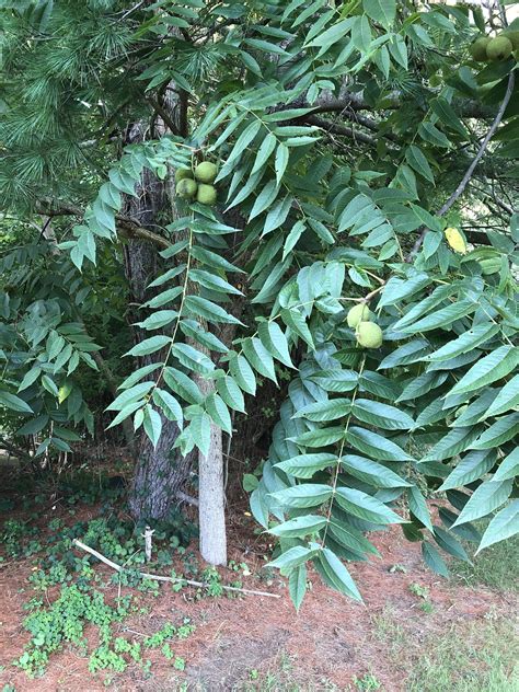 Walnut Tree Care