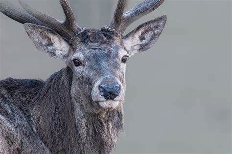 Deer Antlers Fur Free Photo On Pixabay Pixabay