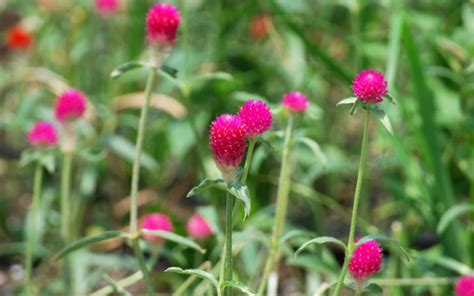 センニチコウ千日紅の育て方栽培方法のコツ オーガニックフローOrganic Flow
