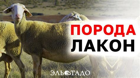 Отбор Баранов Лакон в Австрии Порода Лакон Компания Эльстадо — племенные животные из Европы