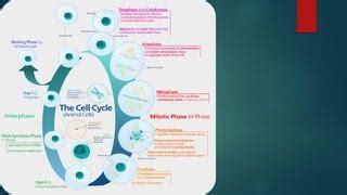 Cell Cycle And Check Points PDF