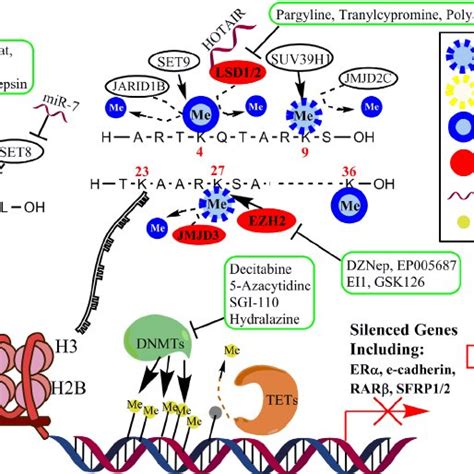 Proposed Model Of Epigenetic Regulation Of Gene Expression In Breast