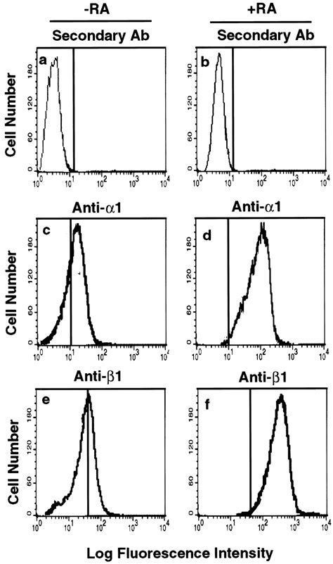 Integrin α1β1 Mediated Activation of Cyclin Dependent Kinase 5 Activity
