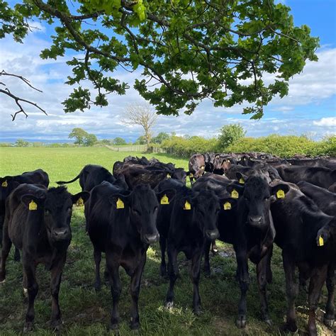 Warrendale Wagyu Yorkshire Mark