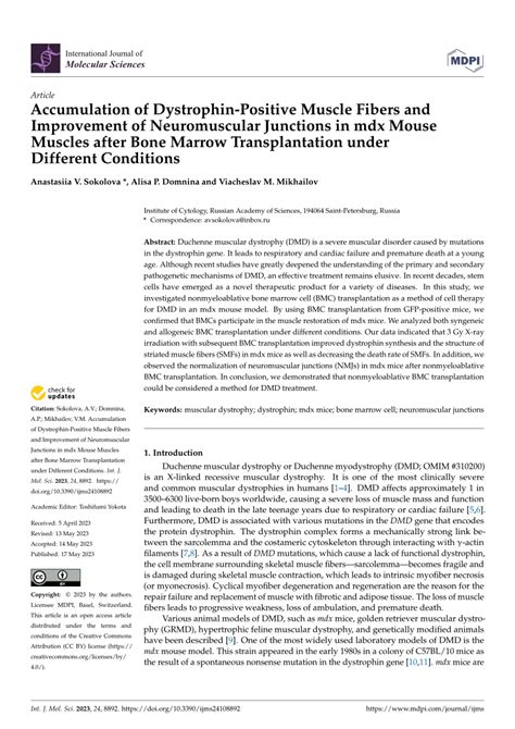 Pdf Accumulation Of Dystrophin Positive Muscle Fibers And Improvement