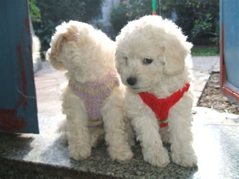French Poodle Mini Toy Caracteristicas Wikipedia Wow Blog