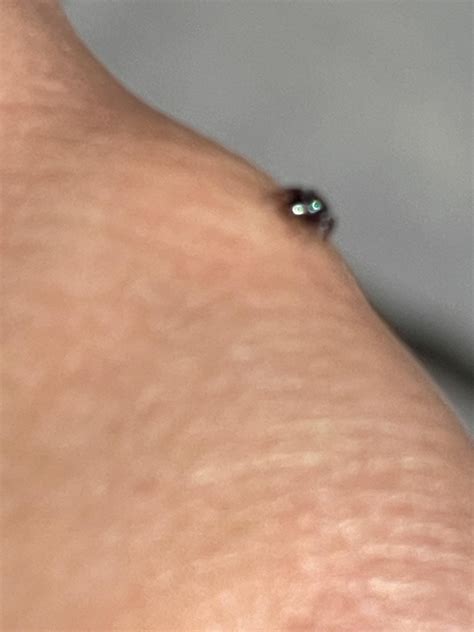 Its My Goal This Year To Get Over My Fear Of Spiders By Holding Every