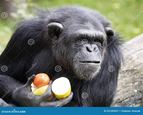 Un Macho Troglodytes De Pan Chimpancé Africano Sostiene El Fruto En El