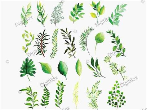 دانلود Png عکس برگ های مختلف دیجیت باکس Digitbox