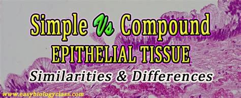 Simple Vs Stratified Epithelium EasyBiologyClass