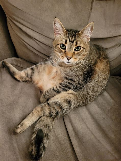 Look At This Apex Predator Catsoftwitter Cute R Butterjack