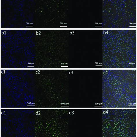 Morphologies Of Direct Growth Of L929 Cells Cells Were Stained After