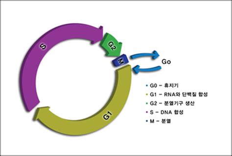 홈 내가 알고 싶은 암치료항암화학요법세포독성 항암제