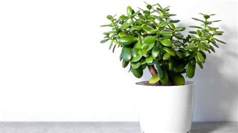 Aprende a cultivar el árbol de jade en tu casa y con pocos ingredientes