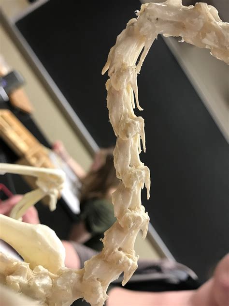 Chicken Pt 2 Diagram Quizlet
