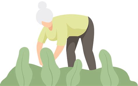 정원 여자 성장 하는 농업 제품 벡터 일러스트 레이 션에 식물에 대 한 배려 노인 여성 농부에 대한 스톡 벡터 아트 및 기타