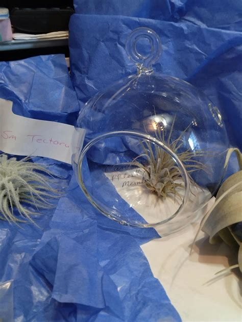 The Ultimate Guide To Trichocereus Cactus Care Sun Soil And Water