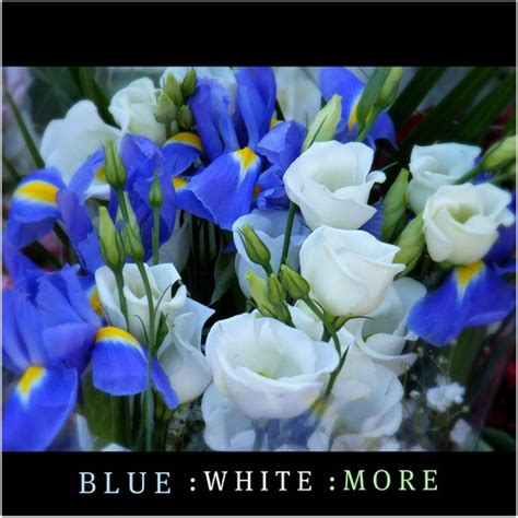 Evolution And Classification Flashcards Quizlet