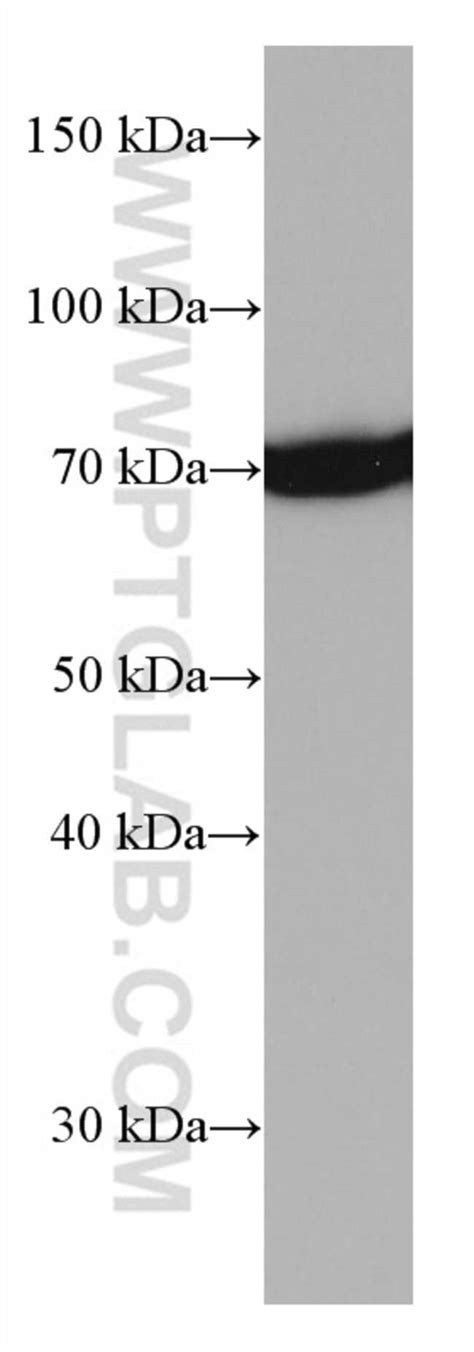 Hspa1l Mouse Anti Human Mouse Rat Clone 3e7h2 Proteintech 20 μl