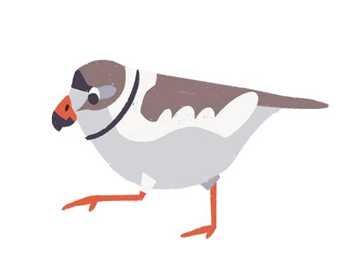 Piping Plover Designs Themes Templates And Downloadable Graphic