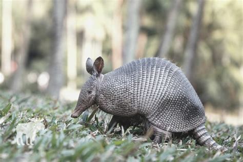 Armadillo Vs Pangolin Side By Side — Forest Wildlife