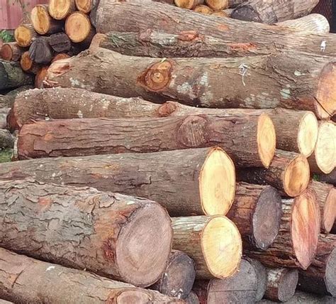 Brown Sheesham Wood Log For Furniture Round Shape At ₹ 6500cubic