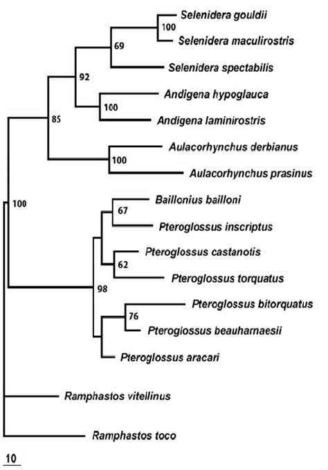 Mp Tree Found For The Cyt B Data Set Of Ramphastinae The Bar