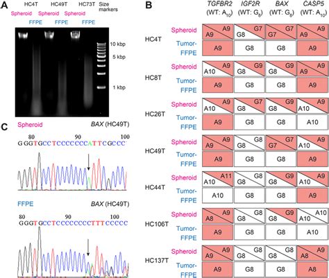 Comparison Of Cancer Spheroid And Ffpe Tumor Derived Dna Samples In