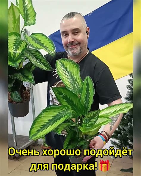 Калатея Бьюти Стар! Цена 350 гривен! Бронь в вайбер 0996782355 #калатея ...