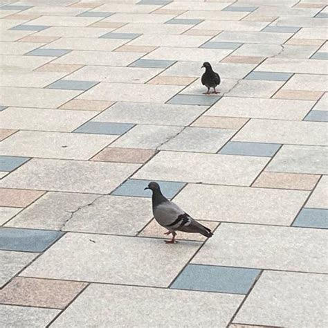 なぁ。鳩が豆鉄砲食らった顔選手権やろうぜ〜 鳥へのボケ 105151835 ボケて（bokete）
