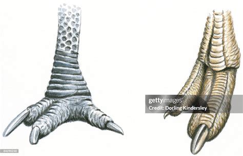 Illustration Of Threetoed Cassowary Foot With Sharp Claws And Sharp