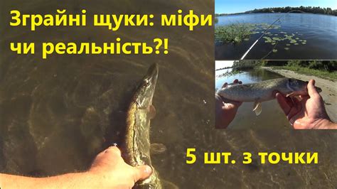 Зграйні щуки - це міф чи реальність?! Спіймав п'ять щук з однієї точки ...