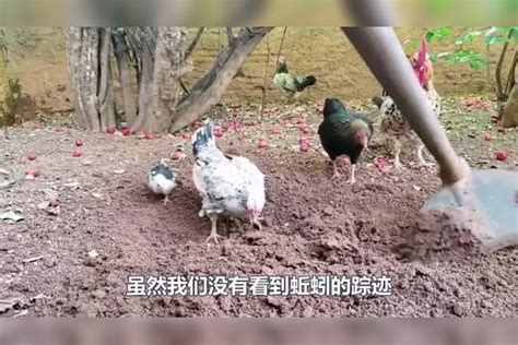母鸡把蚯蚓给孩子吃，公鸡在一旁看着，带娃画面温馨有趣！公鸡蚯蚓母鸡