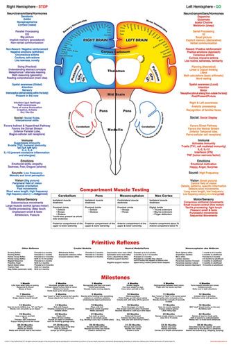 Brain With Primitive Reflexes Neurdsolutions