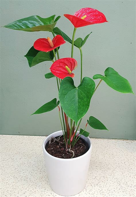 Anthurium Flower In Pot