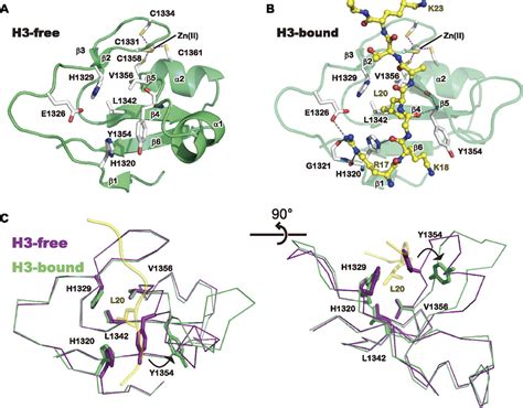 Structural Basis For Histone H3 Lys 27 Demethylation By Utxkdm6a
