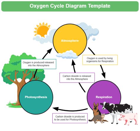 Free Oxygen Cycle Diagram Template To Edit Online