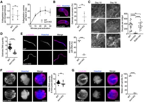 Systematic Screens For Fertility Genes Essential For Malaria Parasite Transmission Reveal