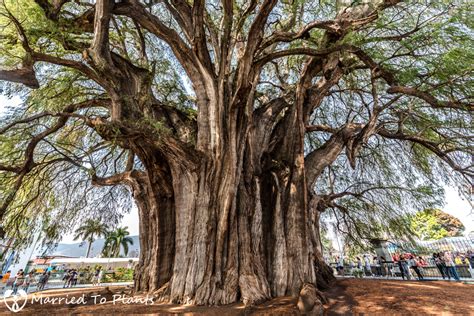 The Widest Tree In The World