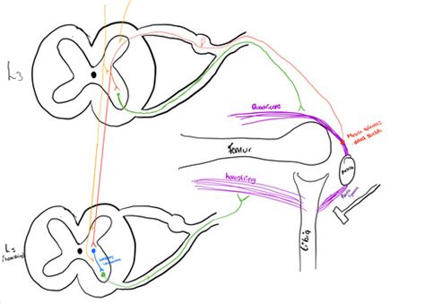 Lecture 6 Motor System Flashcards Quizlet