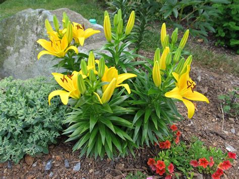 How To Grow Lilies From Seeds A Step By Step Tutorial