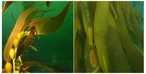 Kelp Restoration And Management Plan