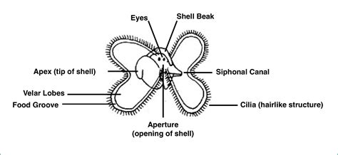 Queen Conch Aquaculture Hatchery And Nursery Phases