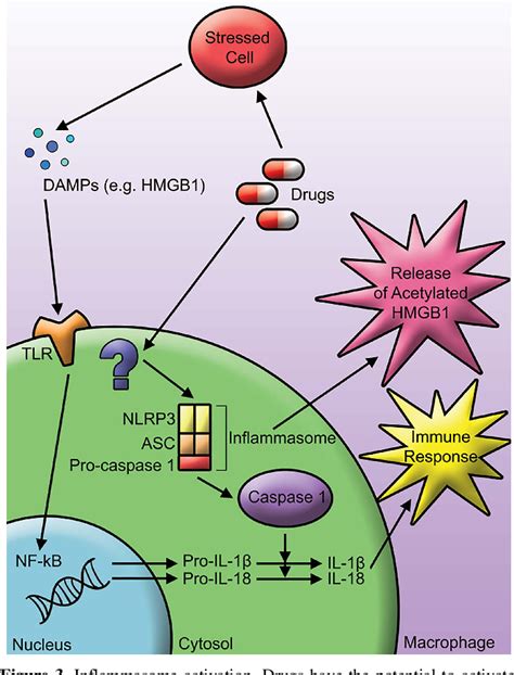 Figure 3 From Immune Mechanisms Of Idiosyncratic Drug Induced Liver