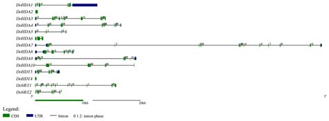 Identification Of Histone Deacetylase Genes In Dendrobium Officinale