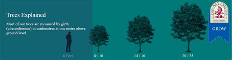 Wykeham Mature Plants Tree Sizes Explained Wykeham Mature Plants