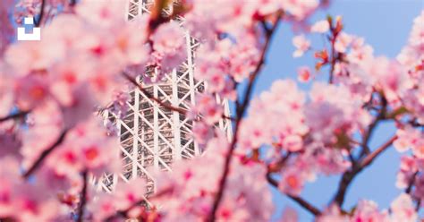 낮에는 흰색과 갈색 콘크리트 건물 근처의 분홍색 벚꽃 나무 사진 Unsplash의 무료 일본 이미지