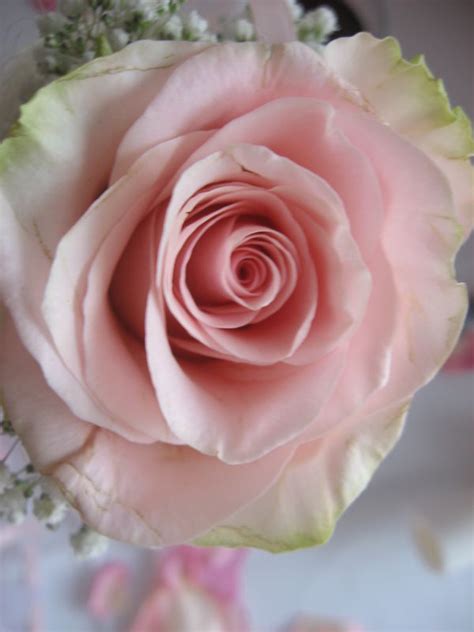 Eine Rose Von Oben Foto And Bild Pflanzen Pilze And Flechten Blüten