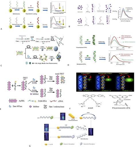 A Schematic Representation Of The Bio Assay For Dna Methylation Download Scientific Diagram