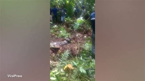 Grandmother Eaten Alive By 22 Foot Python As Corpse Cut From Serpents